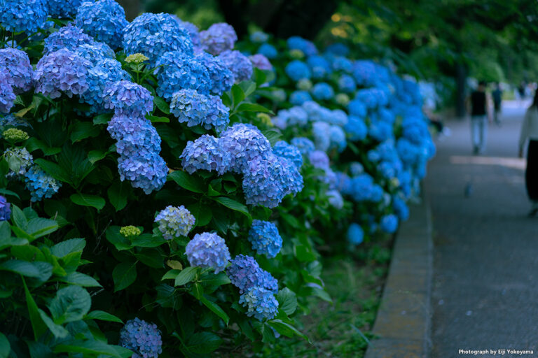 久々の Sonnar T* FE 55mm F1.8 ZA で上野 – Eiji Photo Sense